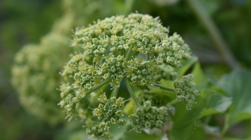 Smyrnium Olusatrum Cambridge University Botanic Garden